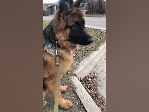 Камара ждёт папу☺️ #питомник #немецкаяовчарка #щенок - YouTube