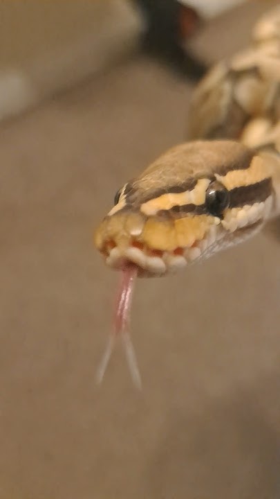 Chilling with my Python 💖 #snakes - YouTube