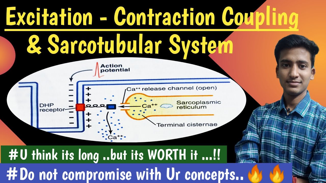 Sarcotubular System|| Excitation-Contraction Coupling|| Nerve Muscle ...