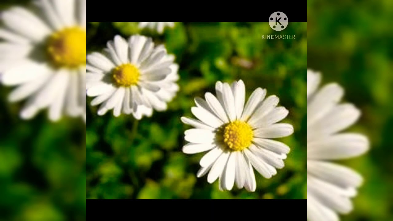 pyrethrum preparation from Chrysanthemum - YouTube