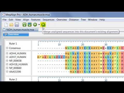 DNASTAR - Merging and Realigning Sequences in MegAlign Pro - YouTube