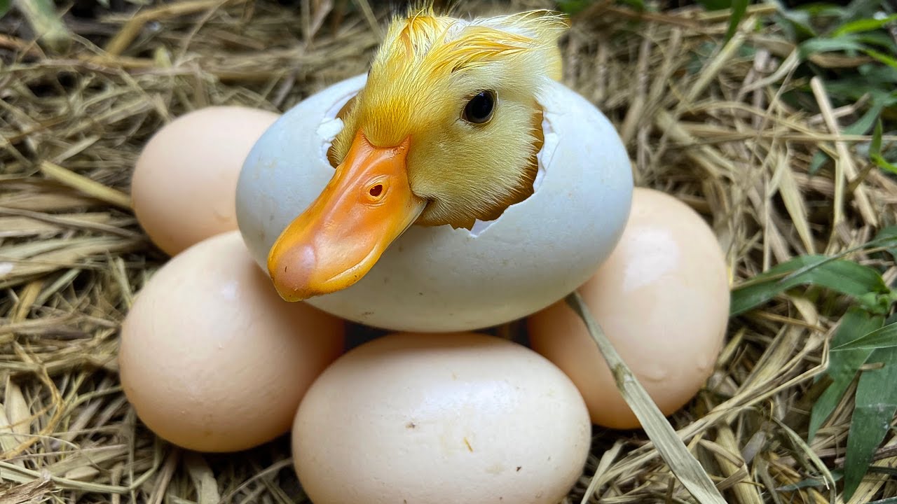 Ducklings Hatching