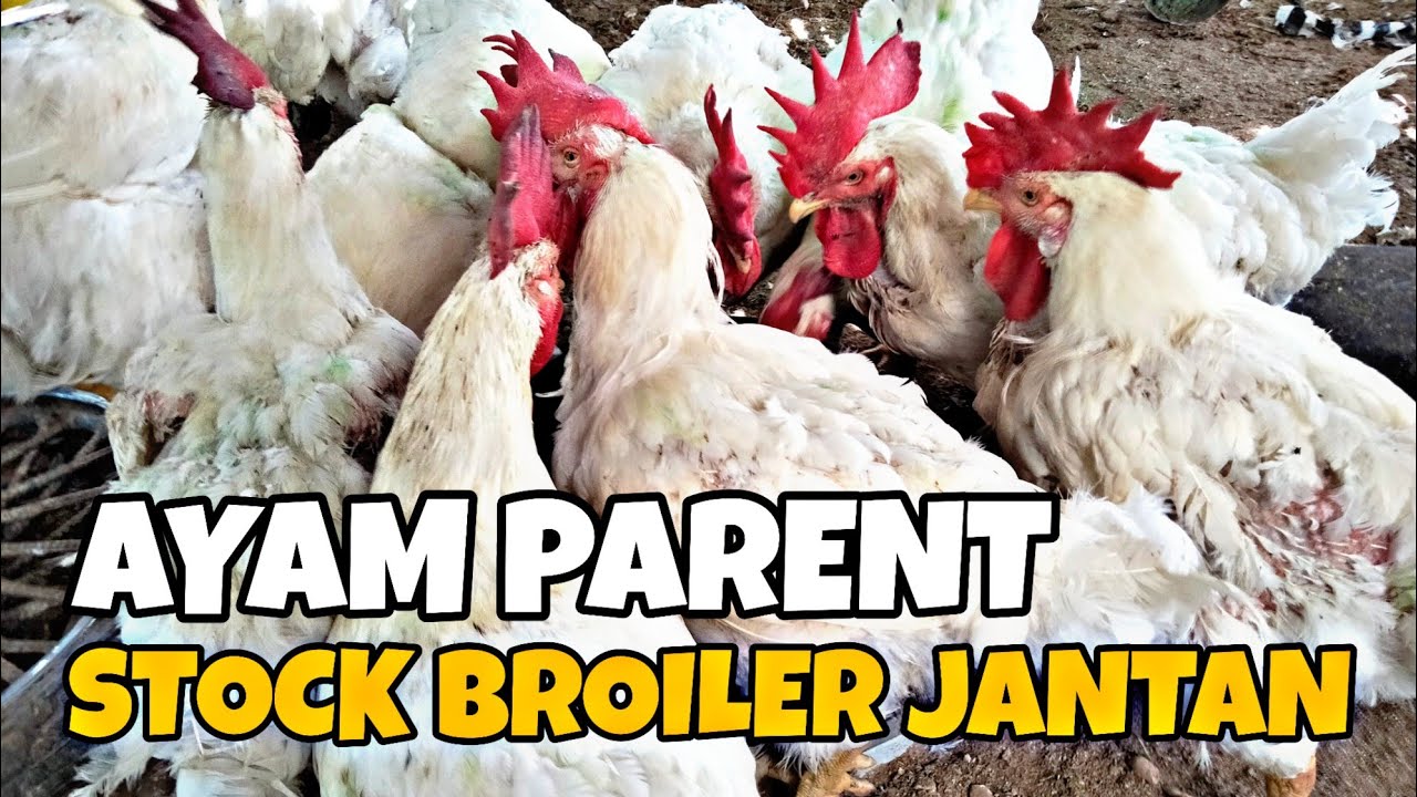 UPDATE HARGA AYAM PARENT STOCK BROILER JANTAN 9 NOVEMBER 2022 PART 4 ...