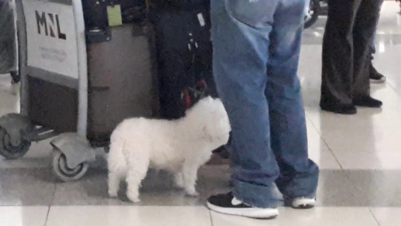 Henlo doggo - YouTube