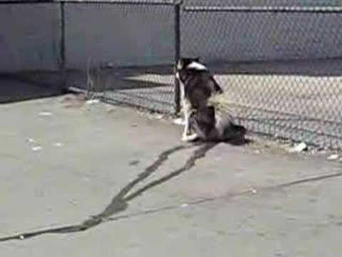 Dog peeing... - YouTube