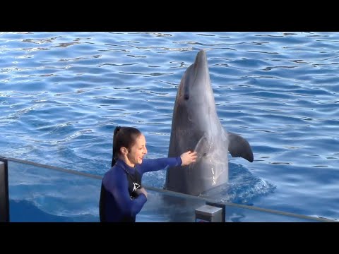 Dolphin Playtime Segment - Dolphin Adventures - SeaWorld San Diego - December 21, 2022 - YouTube