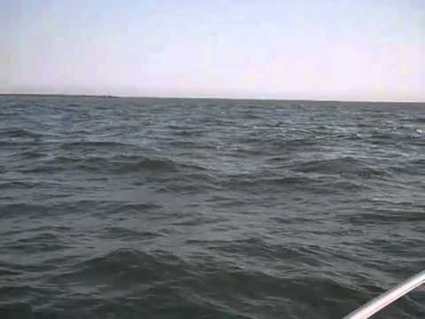 dolphins in jones beach inlet - YouTube