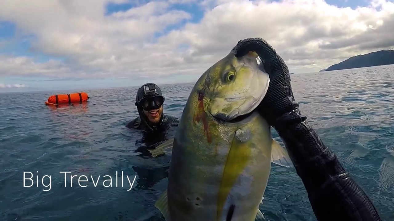 Spearfishing New Zealand - Wellington Shorediving | kingfish, john dory ...