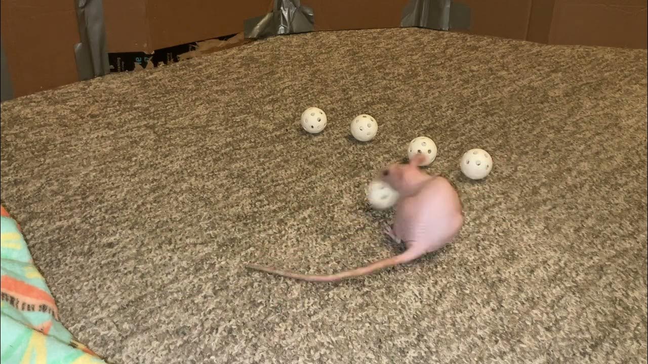 Tofu the rat practicing scent work + fetch! - YouTube