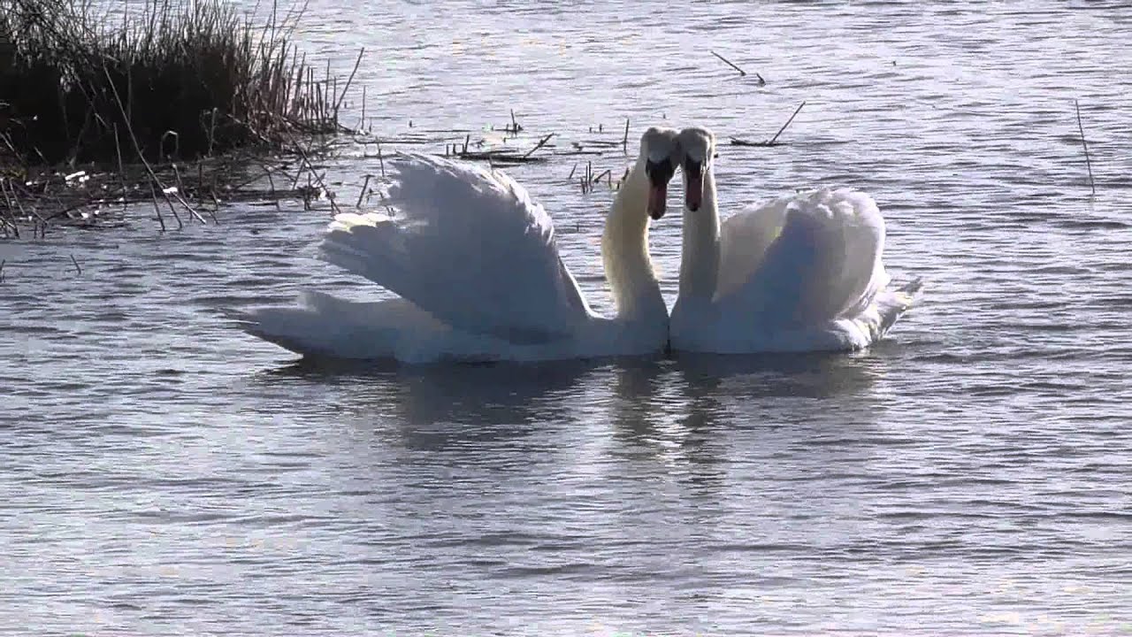 courting mute swans - YouTube