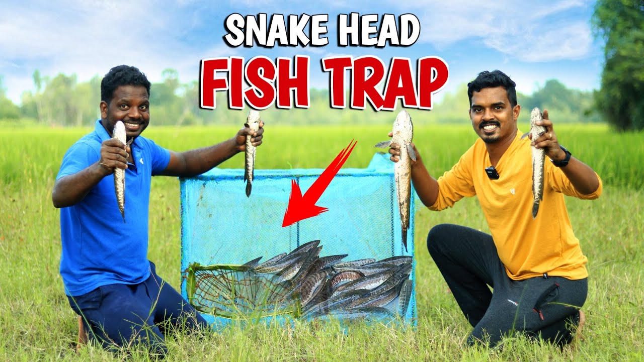 கூண்டு வச்சி Easy Ya விரால் மீன் பிடிக்கலாம் | Snakehead Fish Trap ...