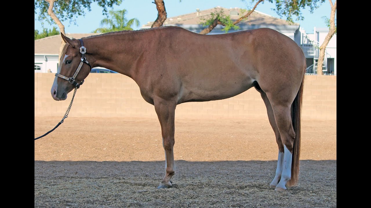 2012 APHA Red Dun Minimal Overo Gelding - YouTube