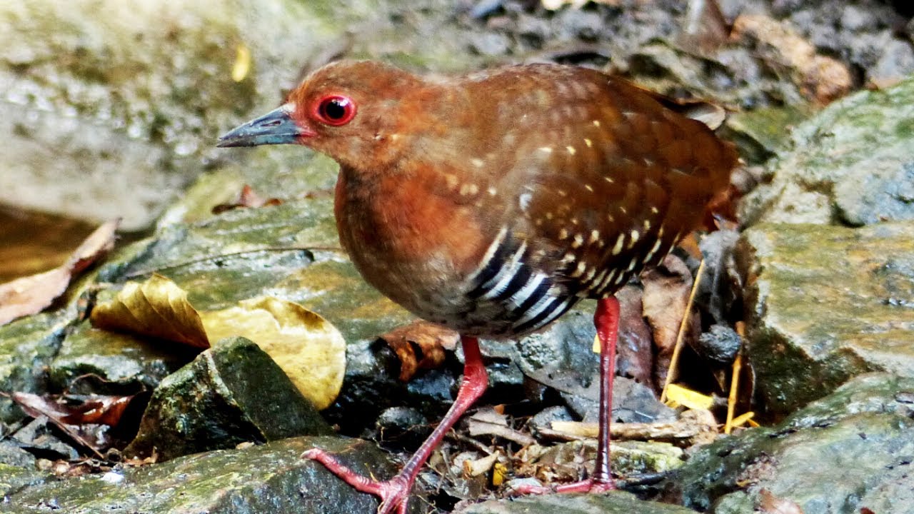 Red-legged Crake; Rallina fasciata | Secretive crake bathing at the ...