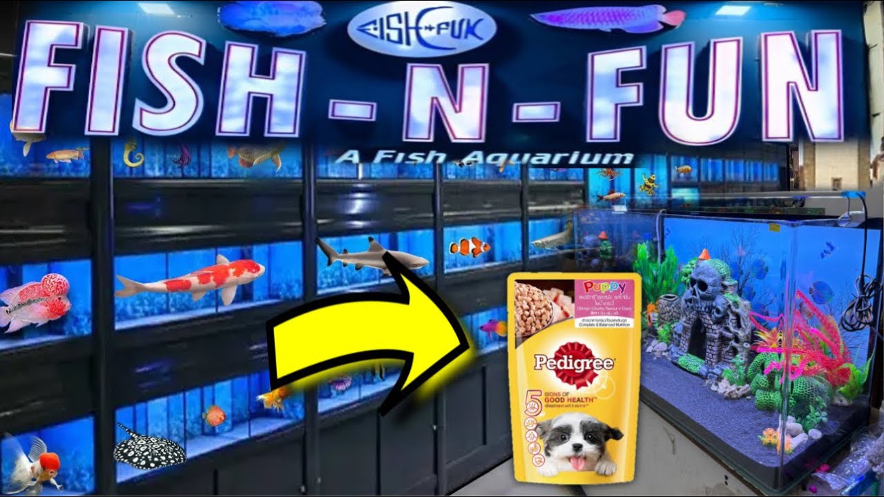 FISH-N-FUN Aquarium Wholesaler and Retailer Bhopal Mp || Three Floors ...