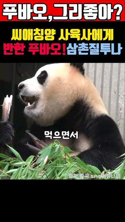 푸바오가 눈을 떼지 않는 사육사 씨애칭양 반했어 한국 삼촌 질투나는 순간 푸바오근황 푸바오실시간 Youtube