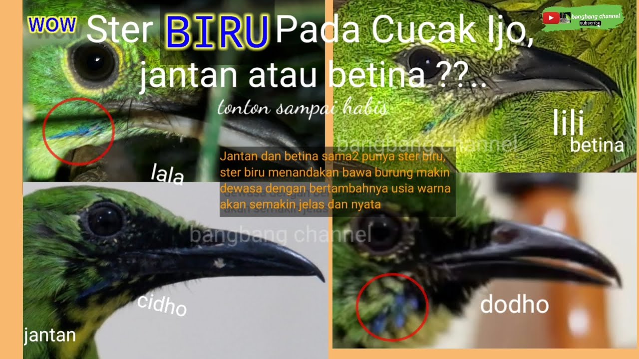 Ster Biru Pada Cucak Ijo, Jantan atau Betina??.. - YouTube