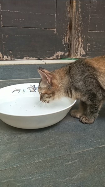 Time Machine Cats !!!! Longest Daily Cat's Story - YouTube