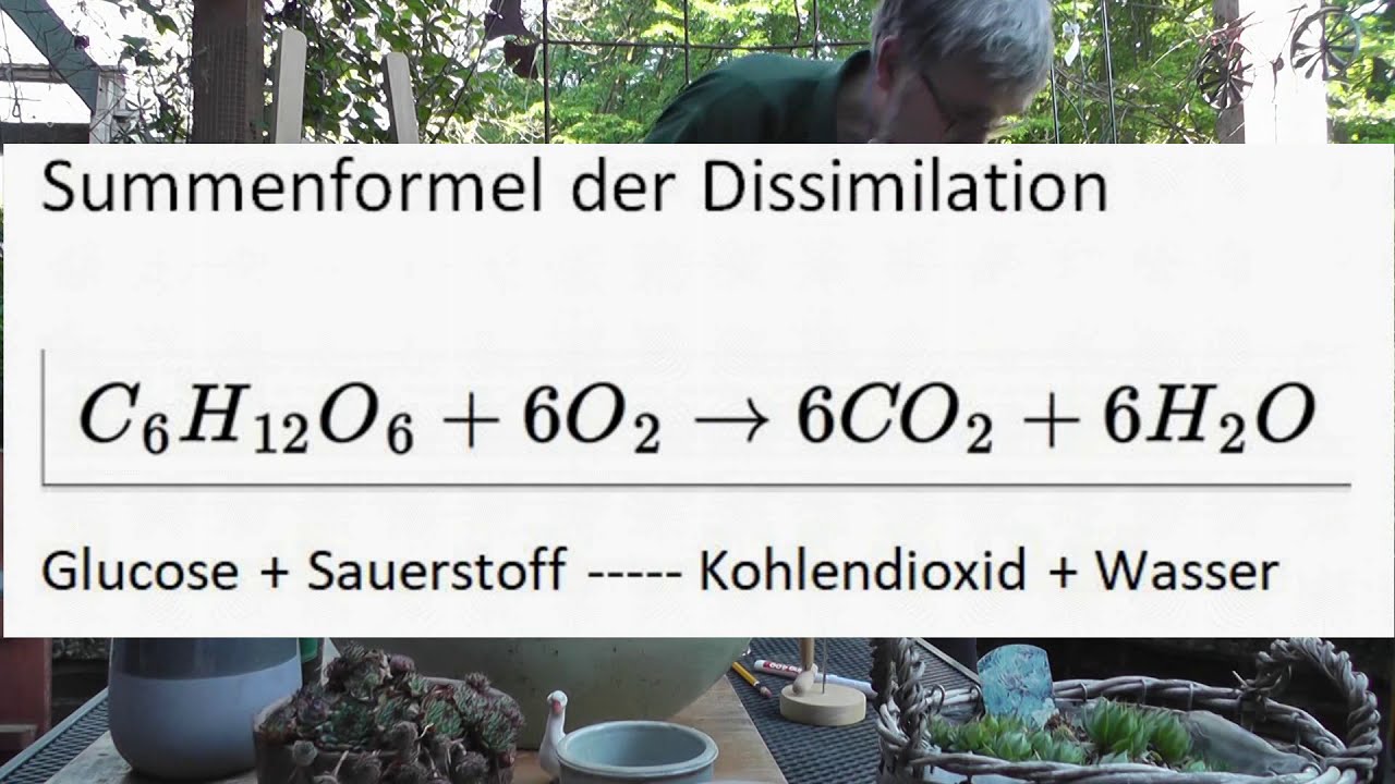 2020 4 Einführung in die Dissimilation - YouTube