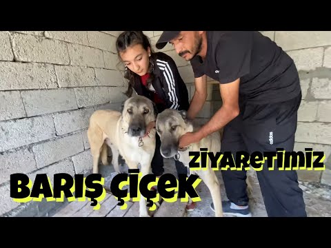 BARIŞ ÇİÇEK ZİYARETİMİZ ( Turkish Shepherd Dogs )