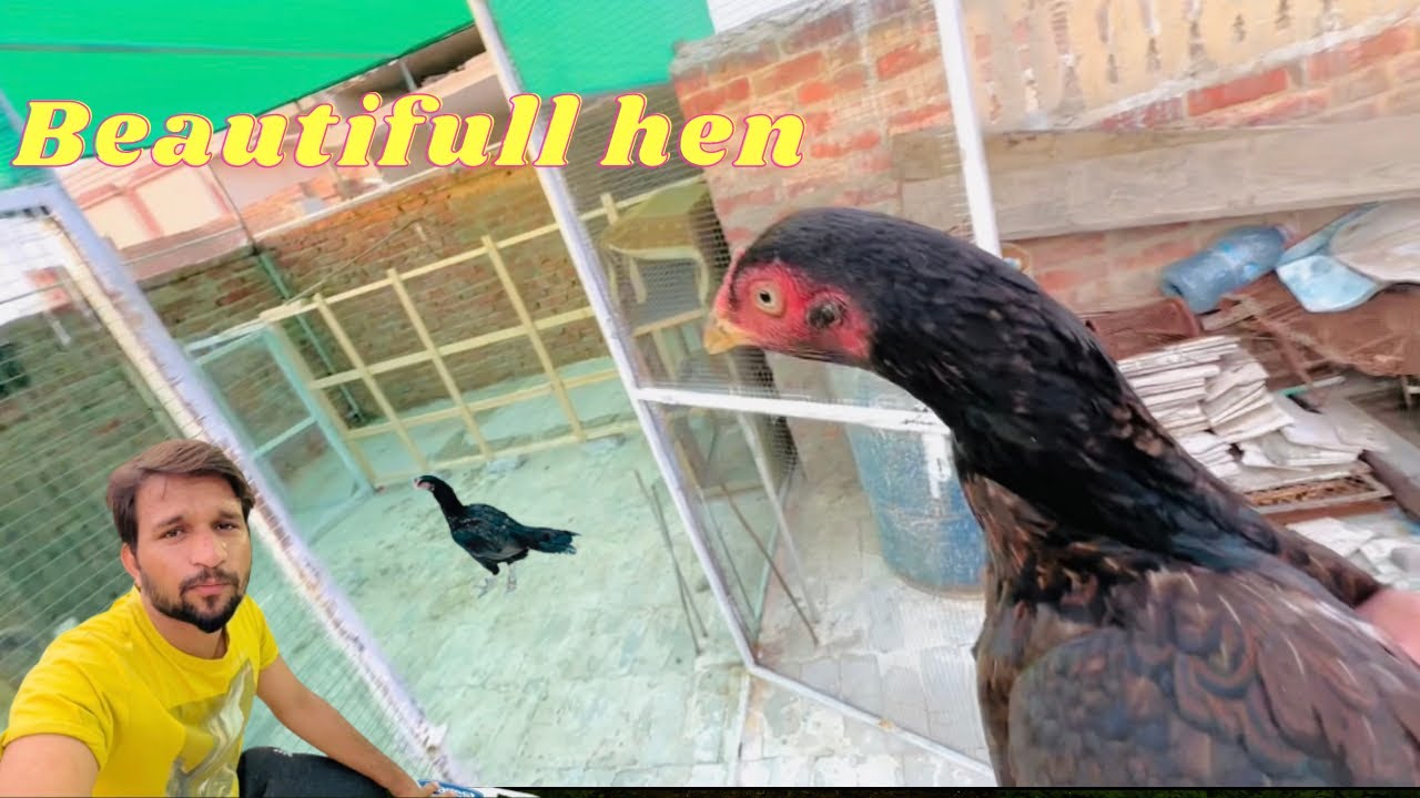 Big Hen Le Aya Main Aj🥰 - YouTube