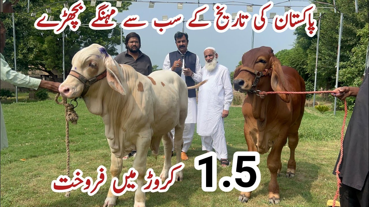 Pakistan Ki History k sb sy Mehngy Bachry ll The Most Expensive Brahman ...