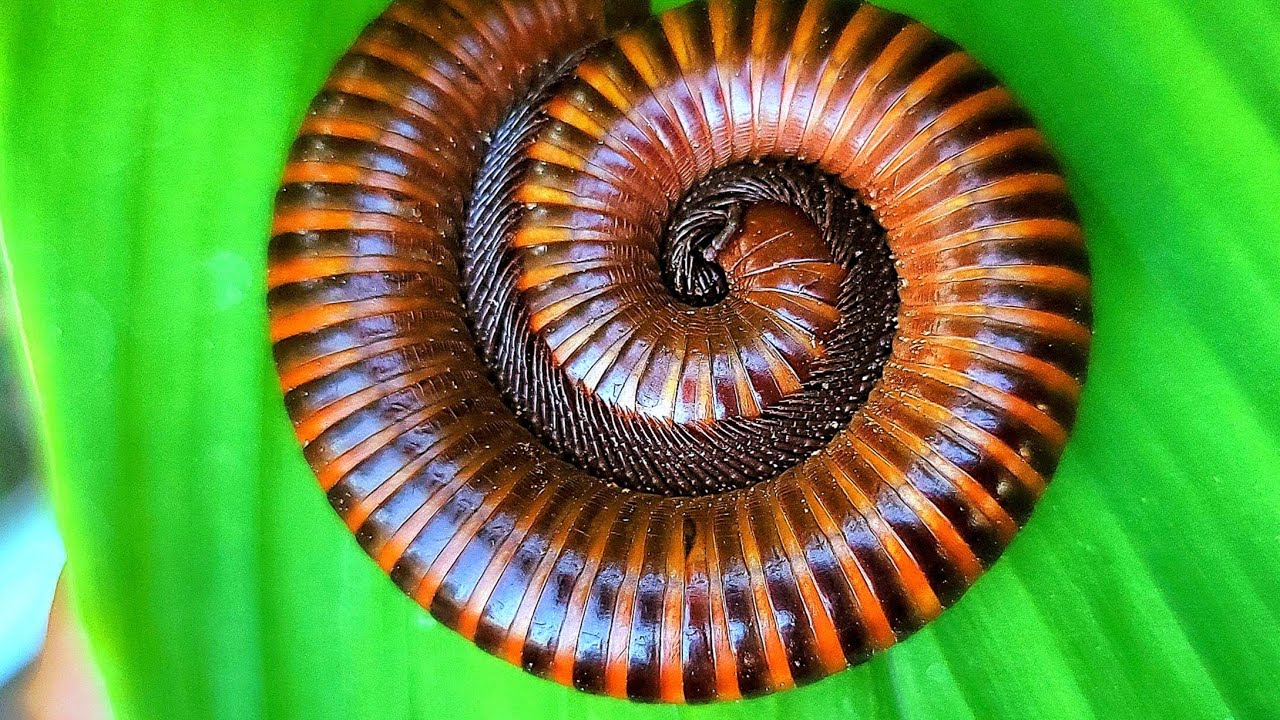 Best Giant Archirostreptus Giant Close-up!! ( American Millipedes ...
