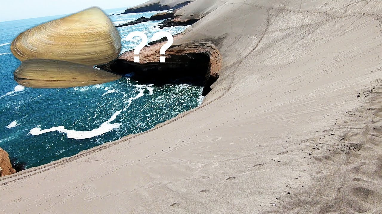 Exploracion pesquera I que paso Con la "macha" este marisco desaparecio ...