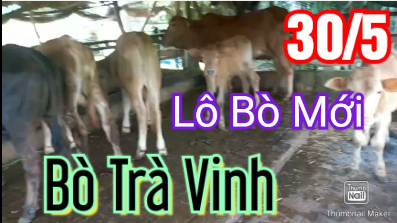 Báo giá lô bò mới ngày 30/5/2023 | trại bò Anh Lãm càng long, trà vinh ...