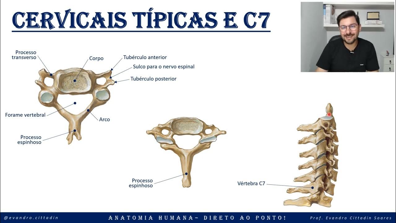 Vértebras cervicais típicas e C7 - Esqueleto axial - Sistema ...