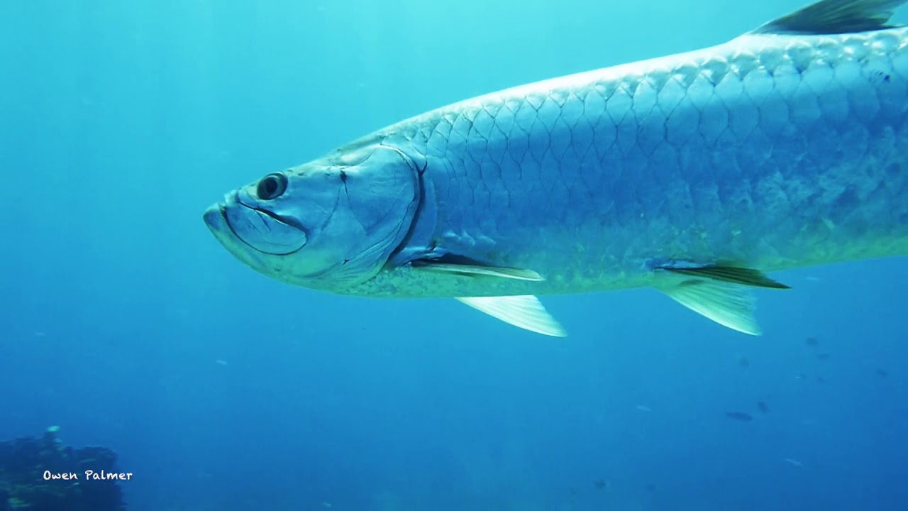 Massive Tarpon - Molasses Reef, Key Largo - YouTube