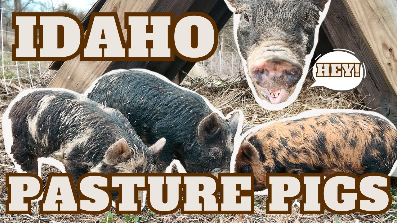 WE GOT OUR IDAHO PASTURE PIGS!!! SOLIVING FENCING ISSUE [VLOG] [IPP ...