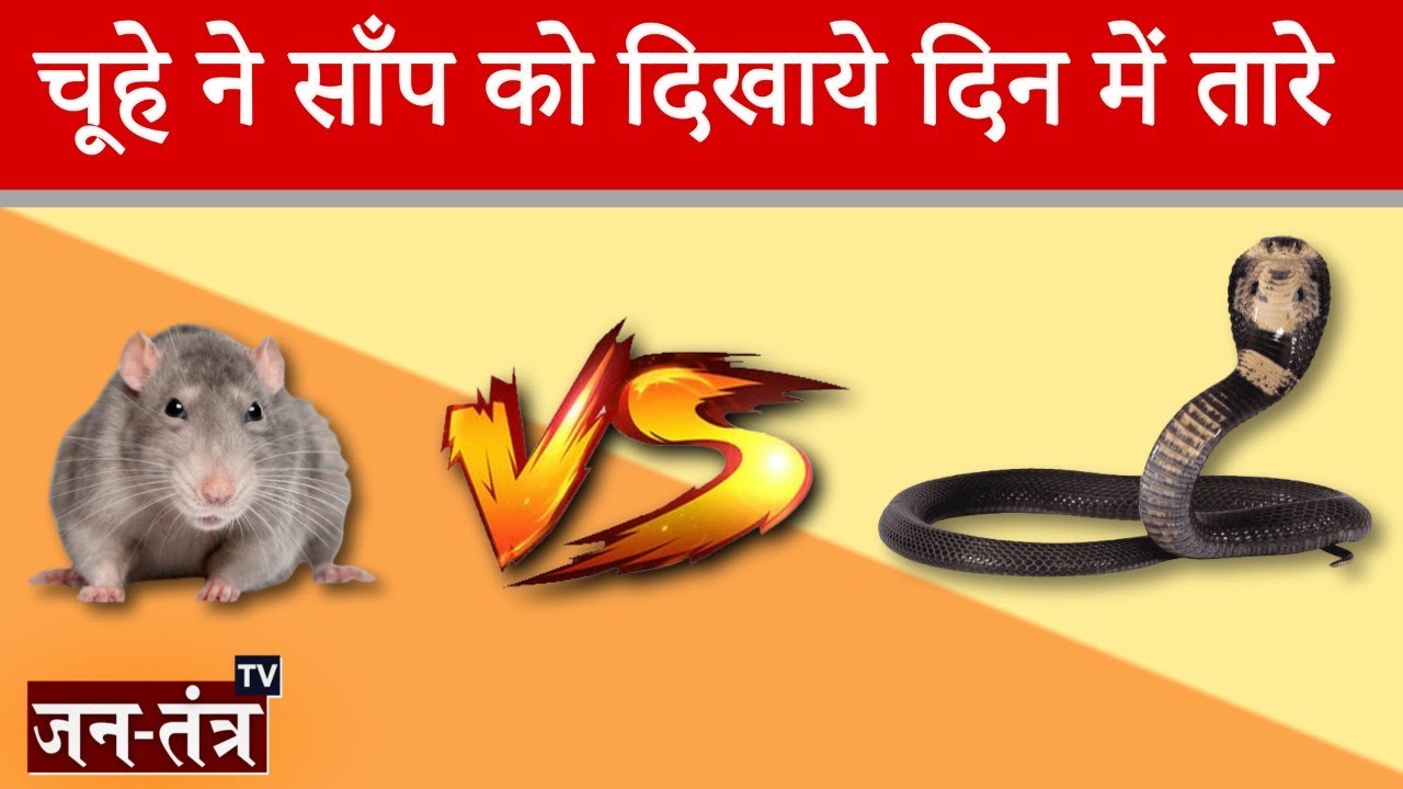 Discovery Channel Snake Vs Mouse | Rat Vs Snake Fight | Animal Viral ...