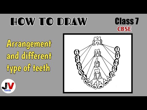 arrangement of teeth and type of teeth diagram class 7|how to draw ...