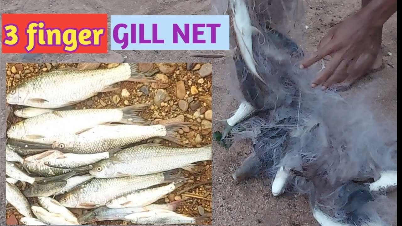3 finger Gil net ,How to catch fishes by gill net,How to make gill net ...