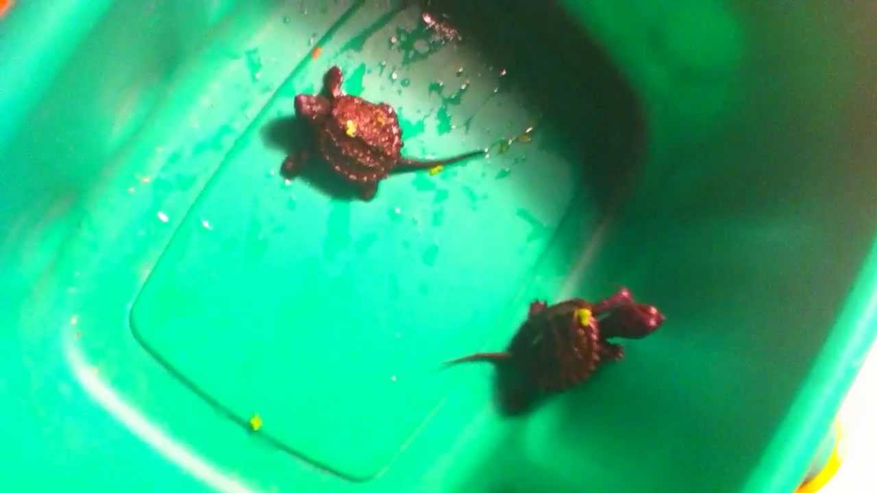 super cute baby snapping turtles - YouTube