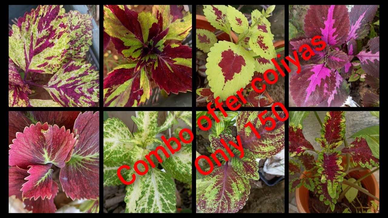COMBO Offer coliyas plants 😍 Tamil little Garden 6382758558 - YouTube