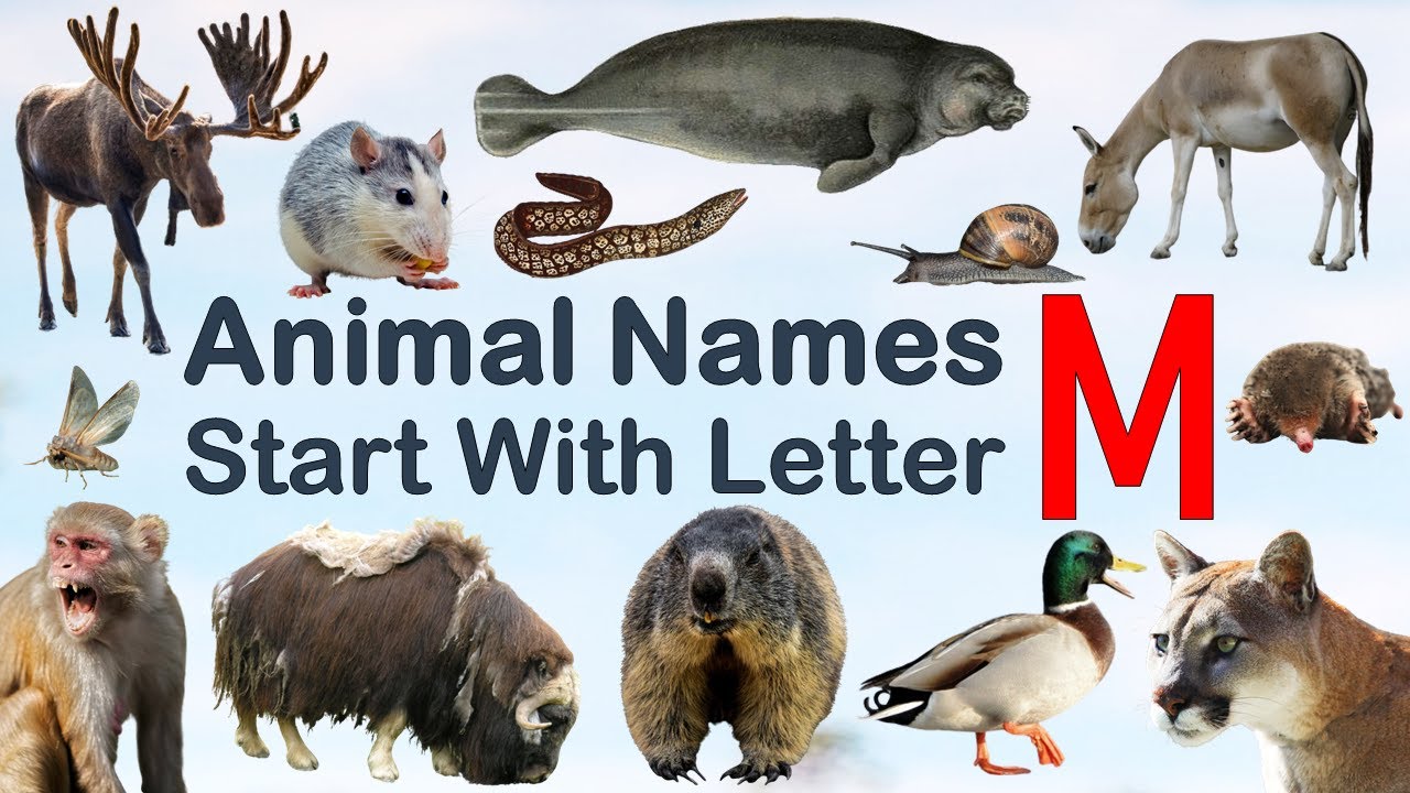 Animal Names Starting with letter M #Spelling #Picture #vocabulary # ...