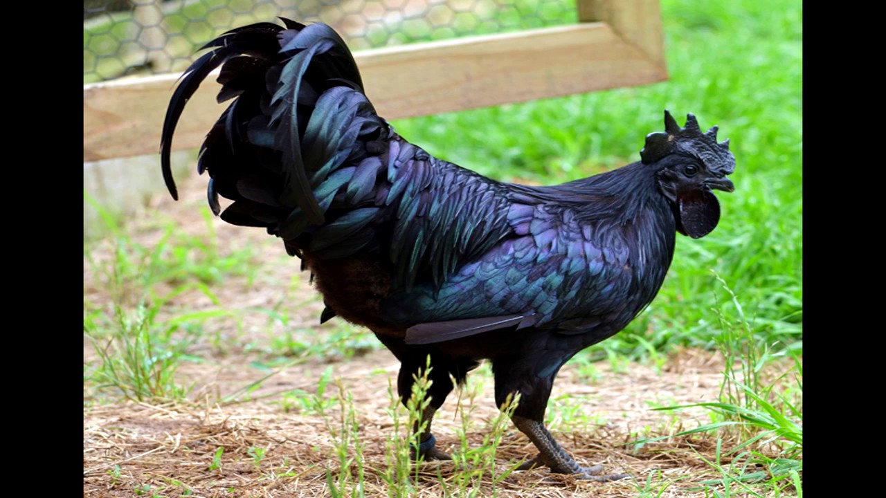 Big-Black-Cock-HuiBand - YouTube