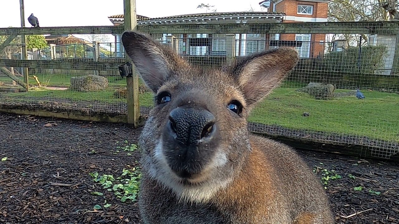 Wallabies and emus - ZSL London Zoo - YouTube