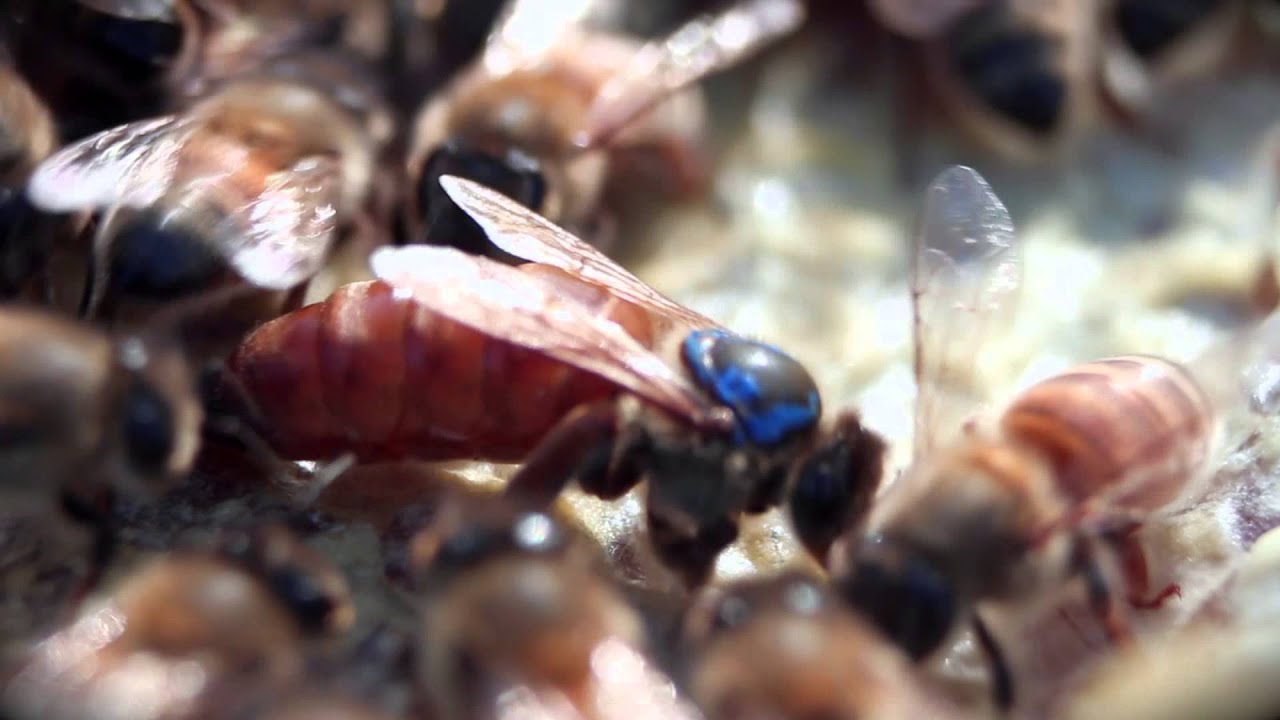 Bee, Human - YouTube