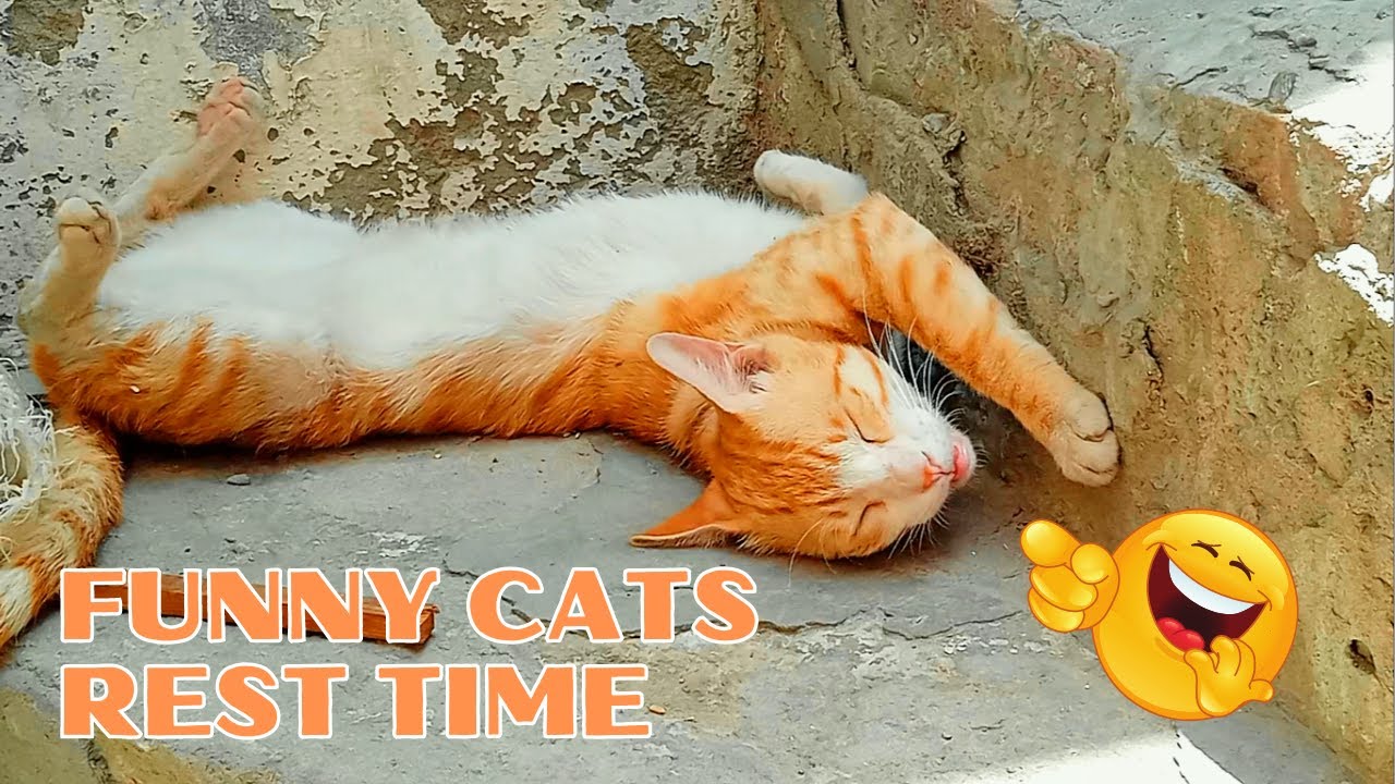 Hilarious Cats Taking Rest: Ultimate Compilation of Feline Relaxation ...