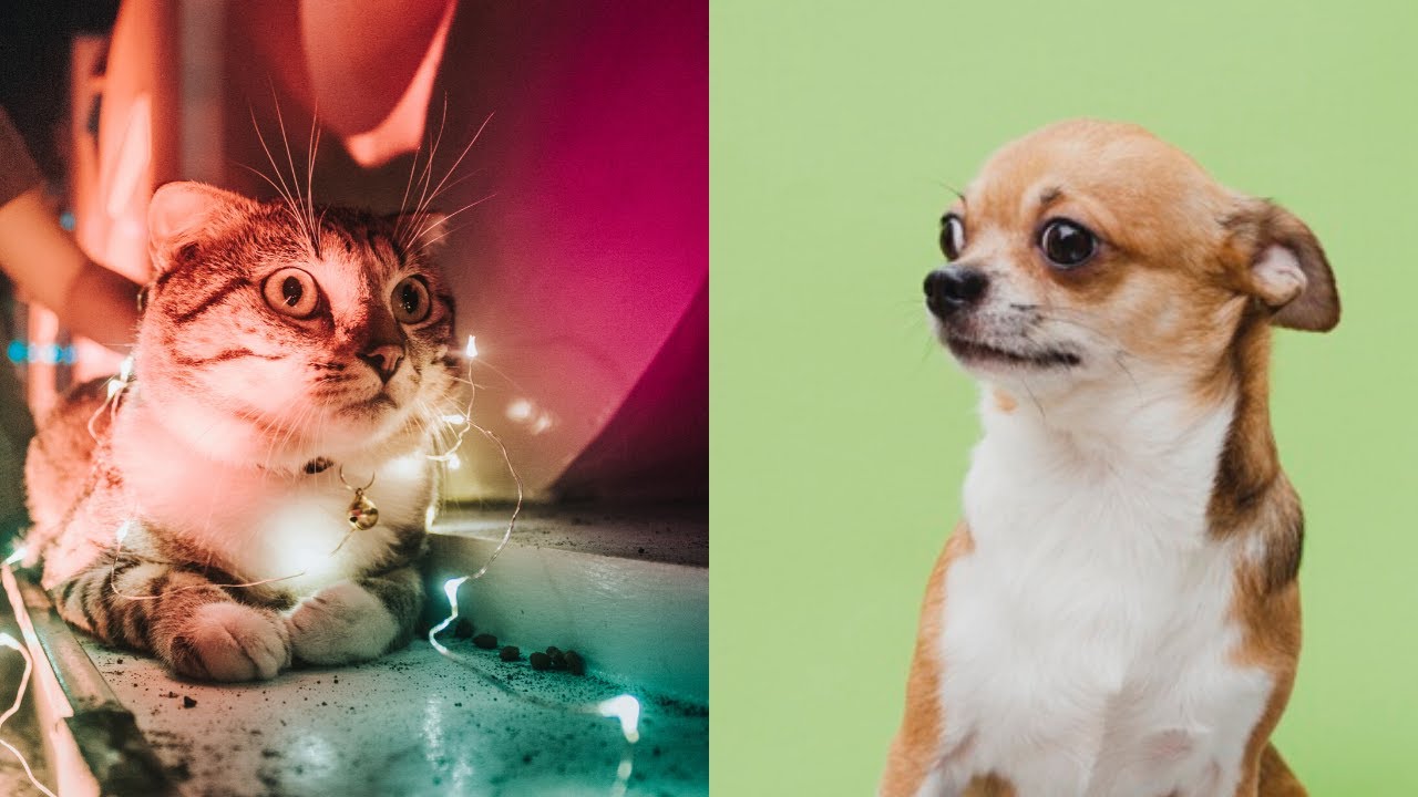 Cute Pets And Funny Animals Compilation #15 - YouTube