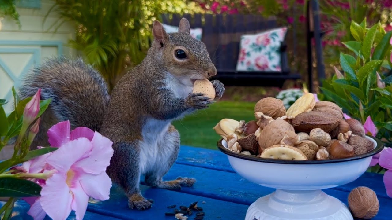 Breakfast for Squirrels | Squirrels for Cats to Watch - YouTube
