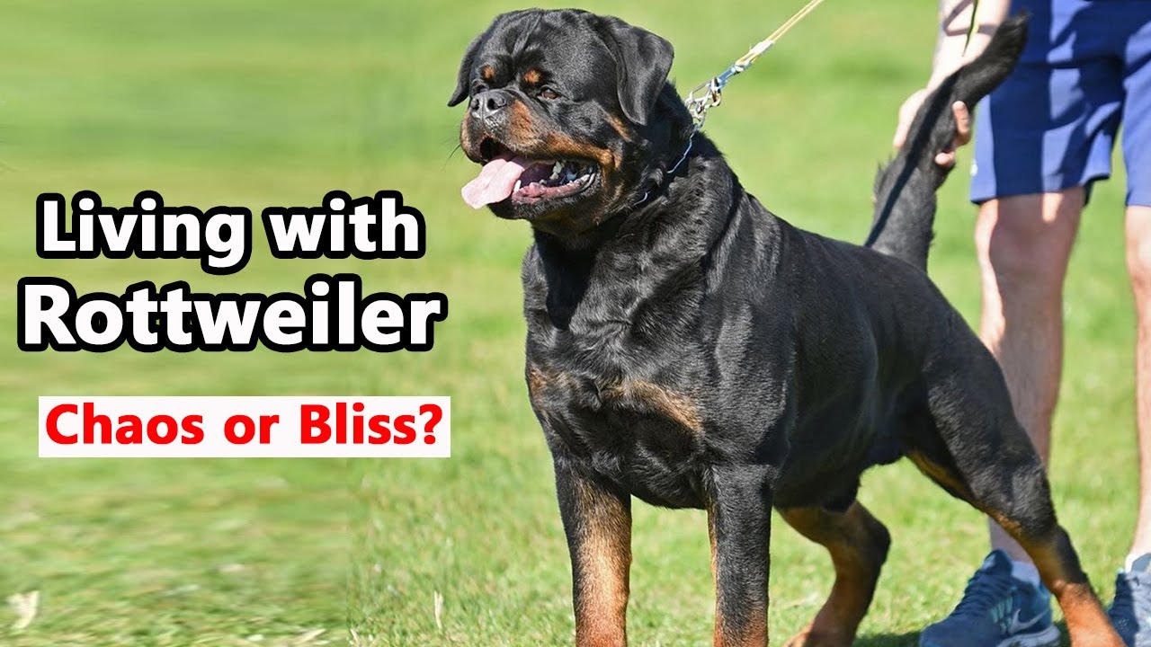 Is the Rottweiler Your Perfect Match? || The Ultimate Family Guard Dog ...