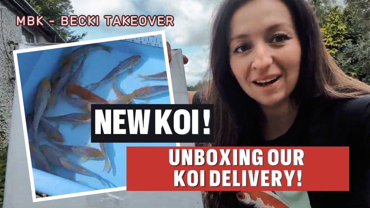 Two Full Koi Deliveries Unboxed ! | My Boys Koi | Becki Takeover #koi # ...