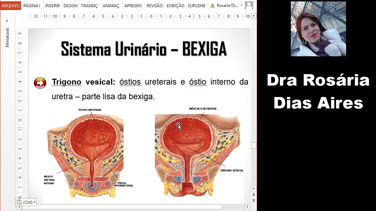 Sistema urinário - parte 2- Ureter, bexiga e uretra - YouTube