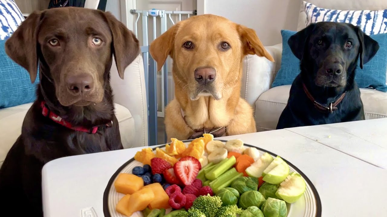 3 Labradors Try FRUITS AND VEGETABLES!!! (dog review) - YouTube