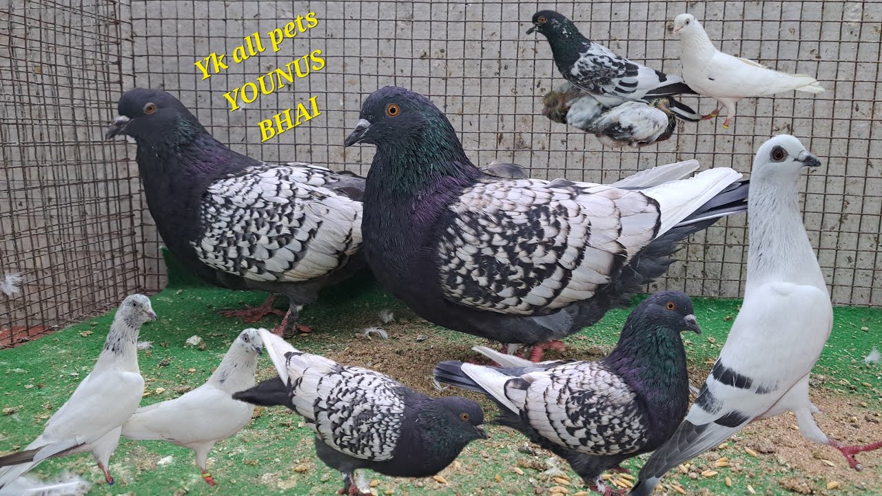 Polish Lynx pigeon hi fly mix pigeon - YouTube