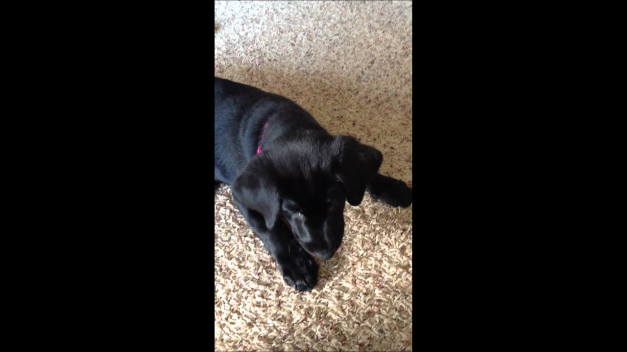 Puppy Training: Black Lab Learning "Leave It." Part 2 - YouTube