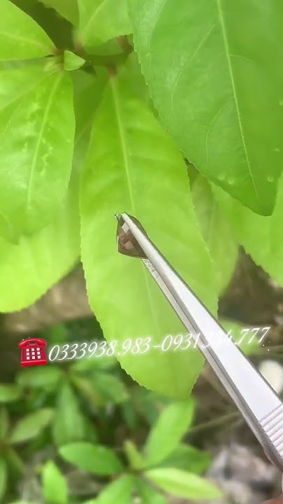 Spinel An Phú Lục Yên Lửa Chiếu Mạnh Kt 4 7ct Youtube